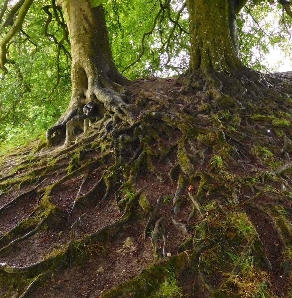 Avebury beech trees | Geomancy Australia – Heal the Earth, Heal Yourself